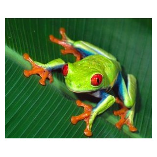 agalychnis-callidryas