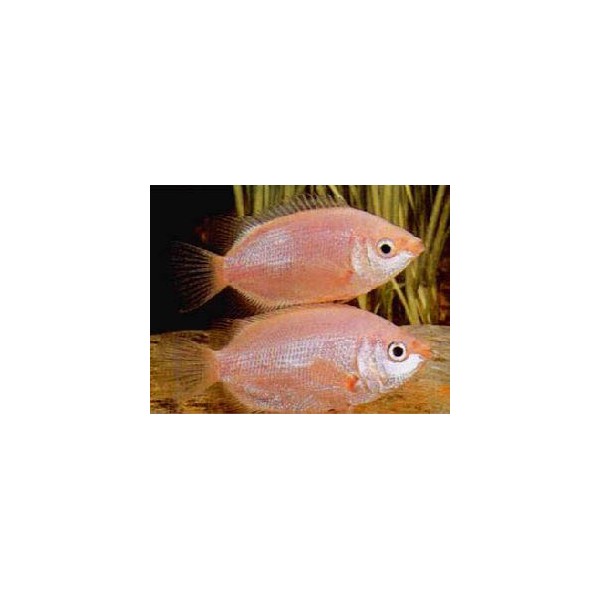 besucon-helostoma-temmincki-